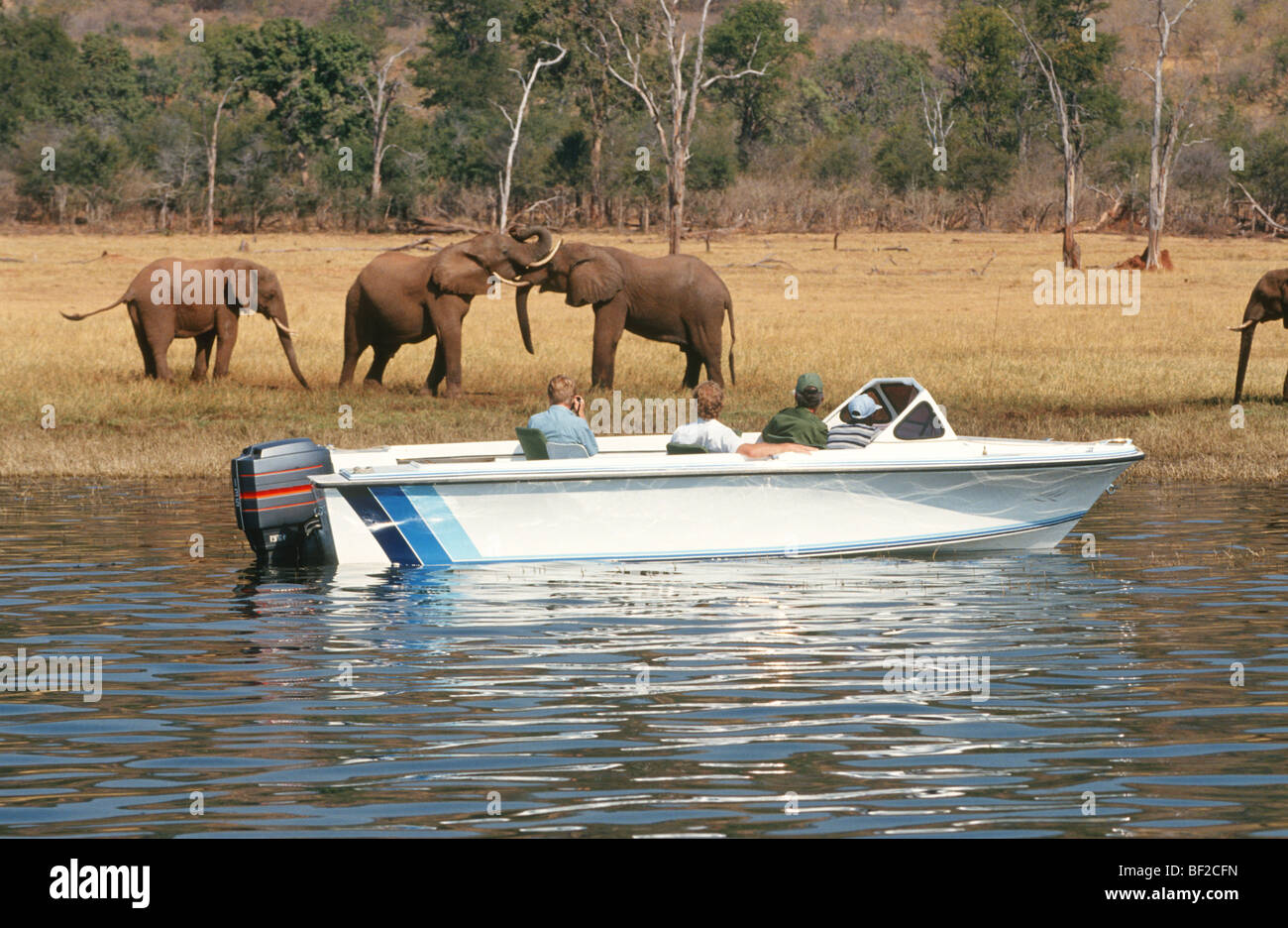 Watching wildlife from boat hi-res stock photography and images - Alamy