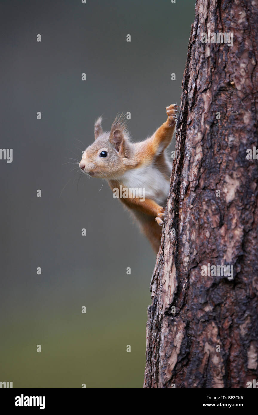 Red Squirrel (Sciurus vulgaris) peering around pine tree Stock Photo ...
