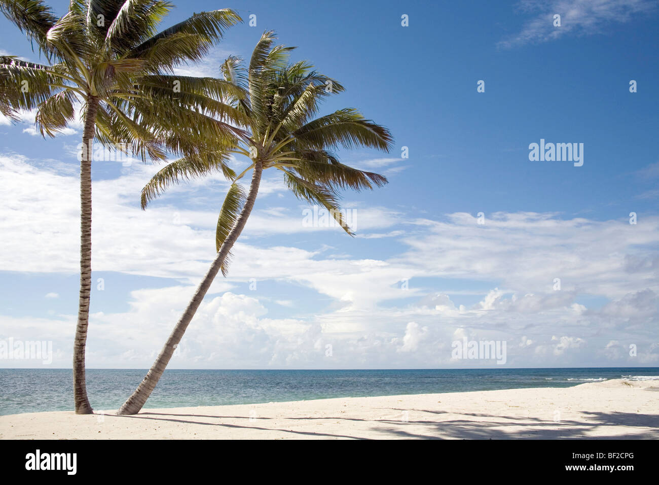 Two palm trees hi-res stock photography and images - Alamy
