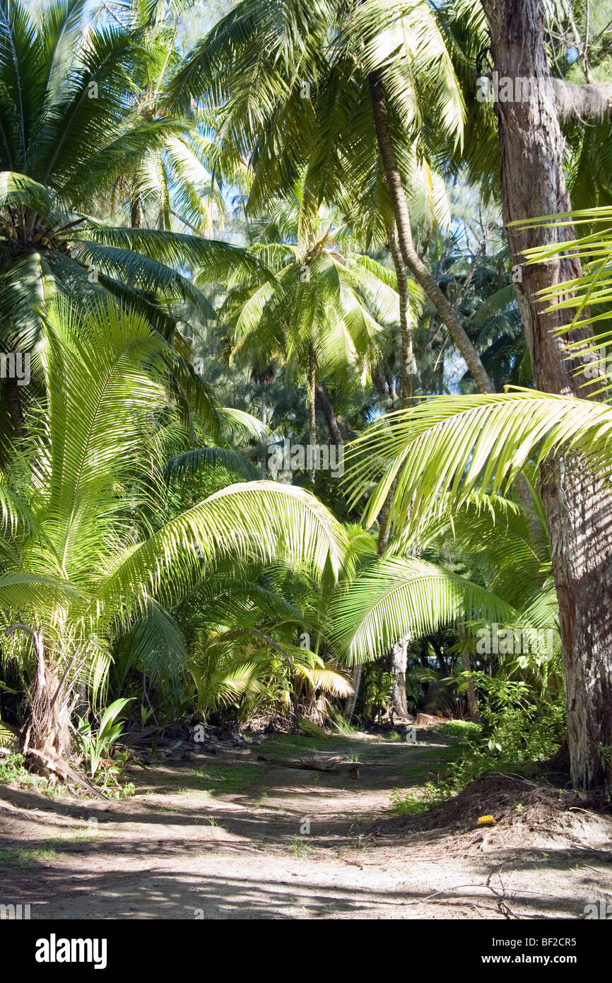 Pathway through tropical palm tree forest, Seychelles Stock Photo - Alamy