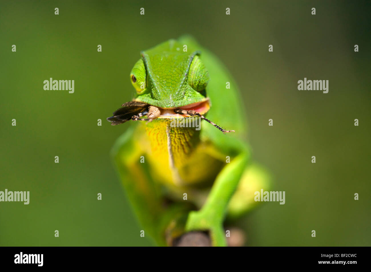 Lizard eating grasshopper hi-res stock photography and images - Alamy