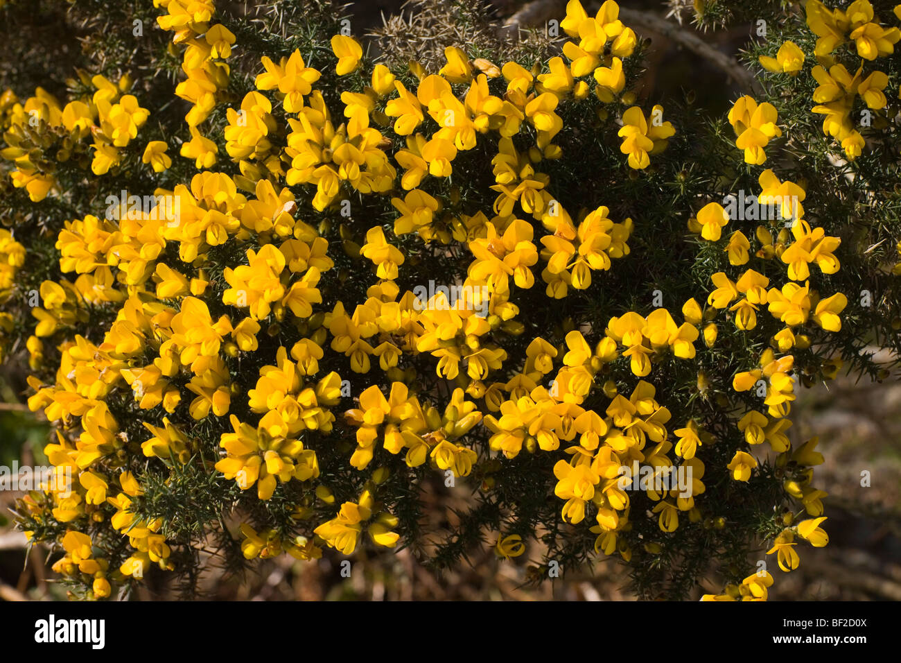 Gorse flowers gorse plants plant flower hi-res stock photography and ...