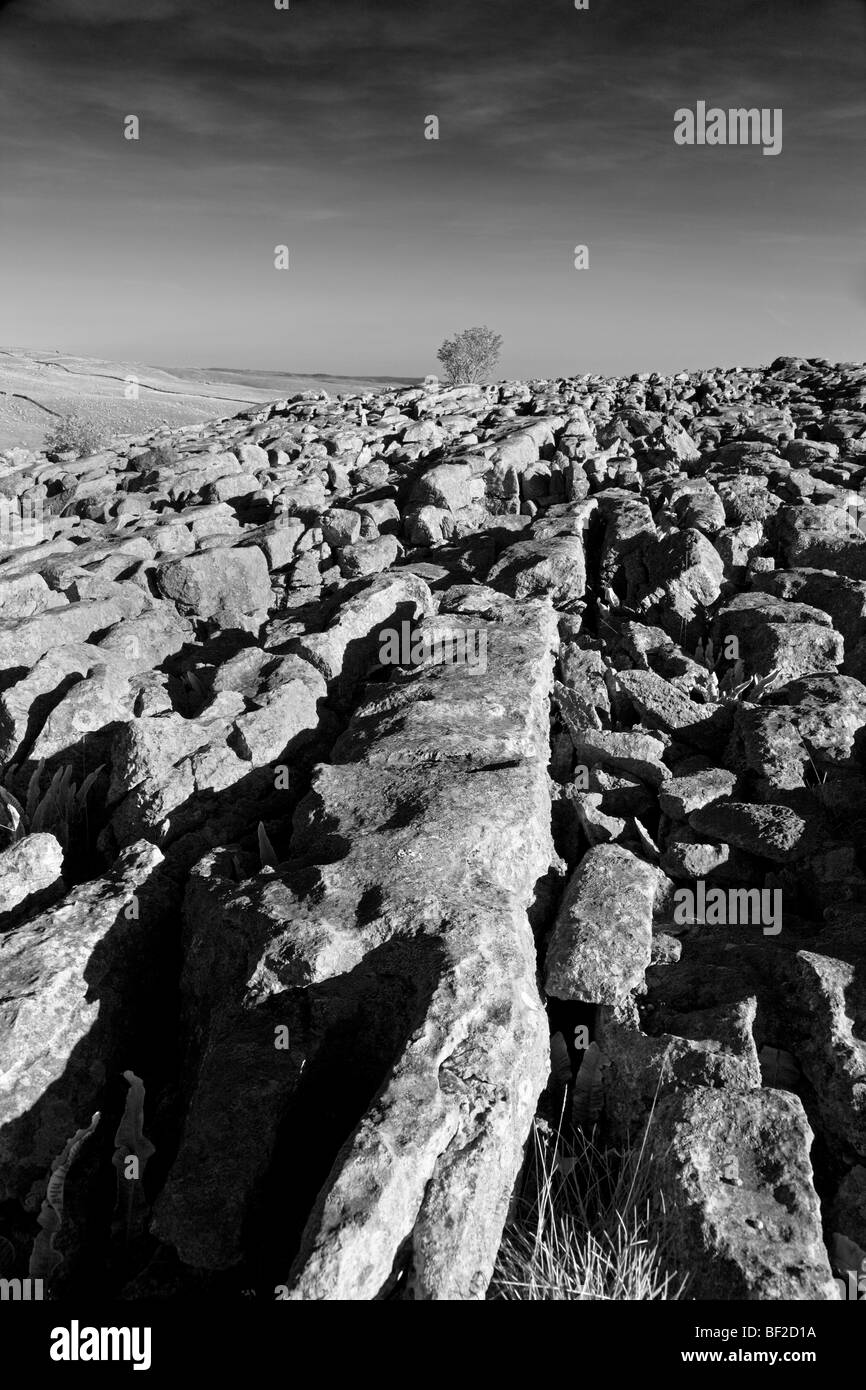 Pavement portrait Black and White Stock Photos & Images - Alamy