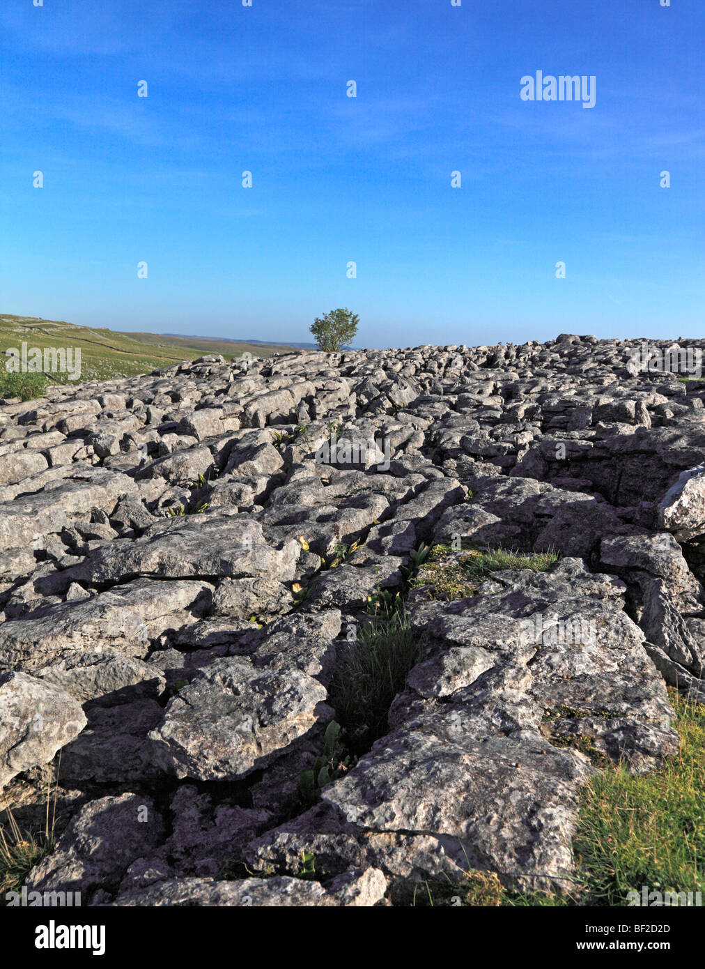 Limestone pavement at Yorkshire Stock Photo - Alamy