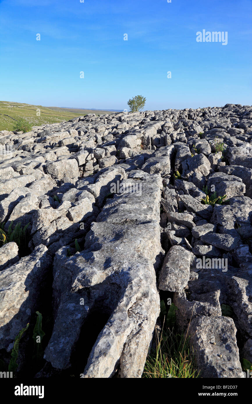 Limestone pavement at Yorkshire Stock Photo - Alamy