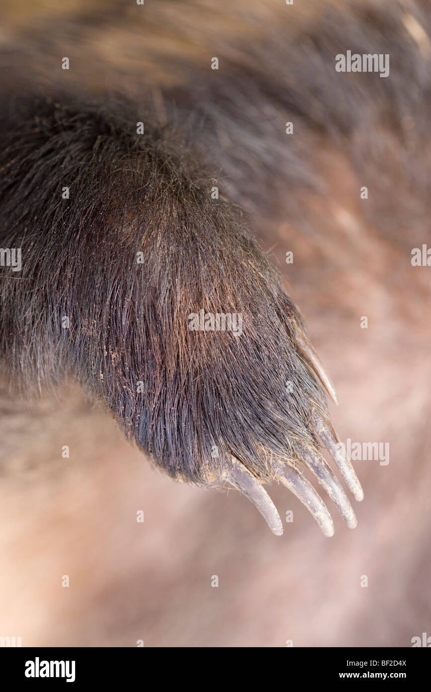 European Badger (Meles meles). Topside of right fore foot showing ...