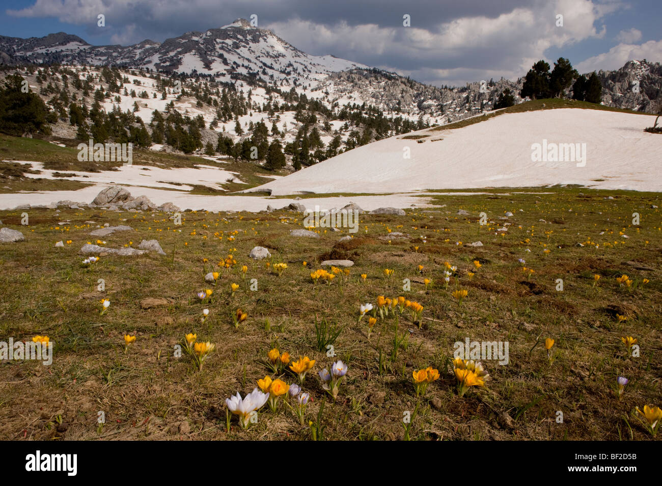National Flower Of Turkey High Resolution Stock Photography and Images ...
