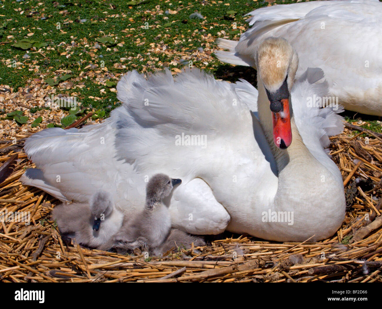 Cygnets at nest hi-res stock photography and images - Alamy