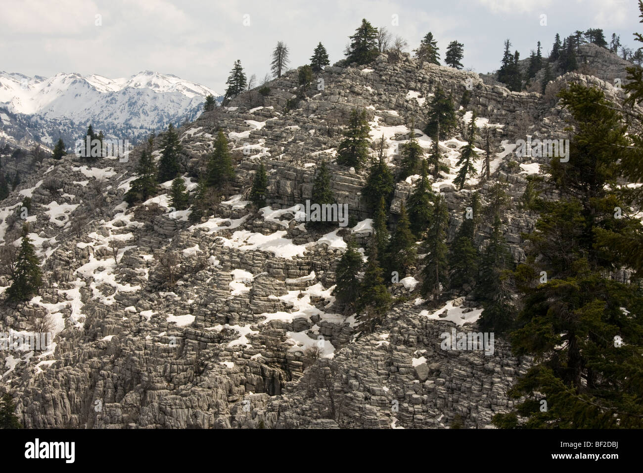 Dramatic limestone Karst landscape, with remnants of coniferous forest ...