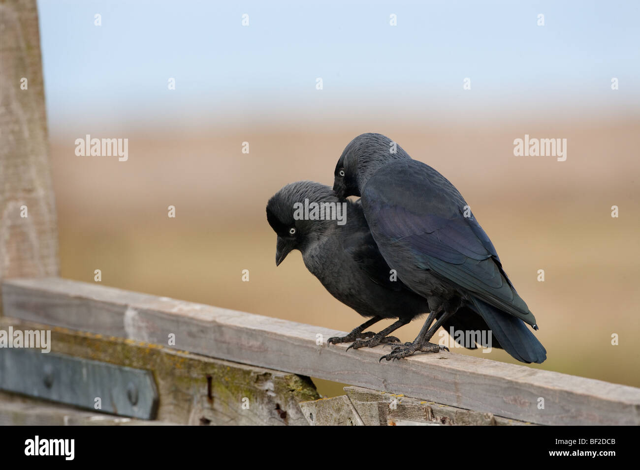 Jackdaw preening hi-res stock photography and images - Alamy