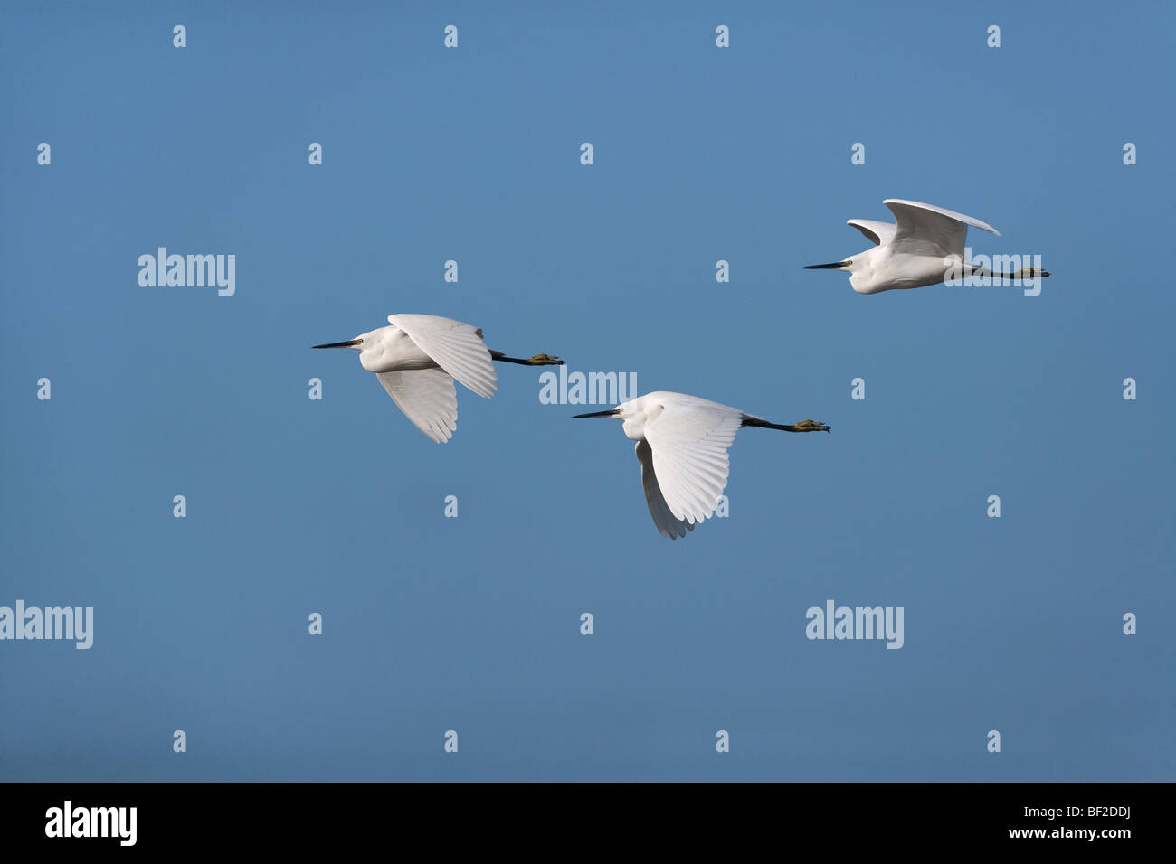 Little Egrets Egretta garzetta flock in flight over marshes Stock Photo ...