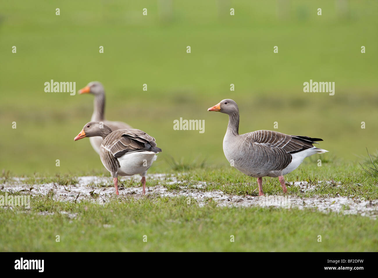 Bulging rear abdomen hi-res stock photography and images - Alamy