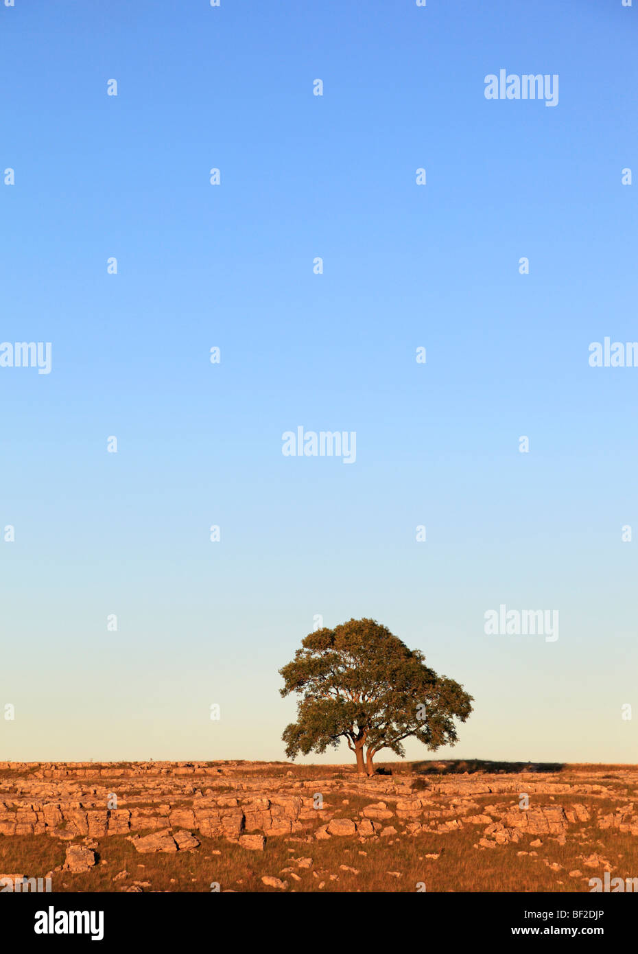 Lone tree malham yorkshire dales hi-res stock photography and images ...