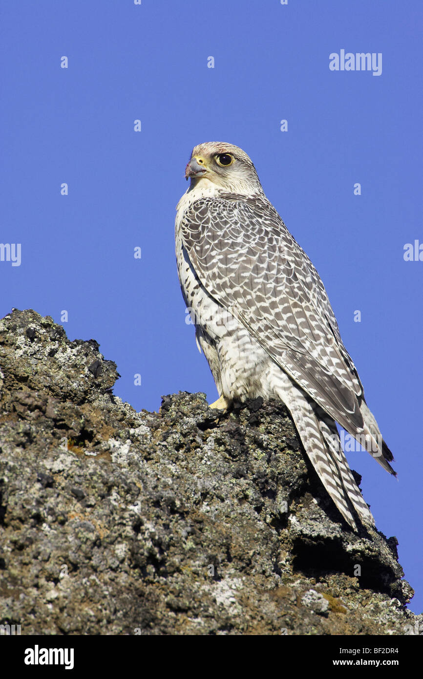 Gyrfalcon (Falco rusticolus), adult female perched on a rock ...