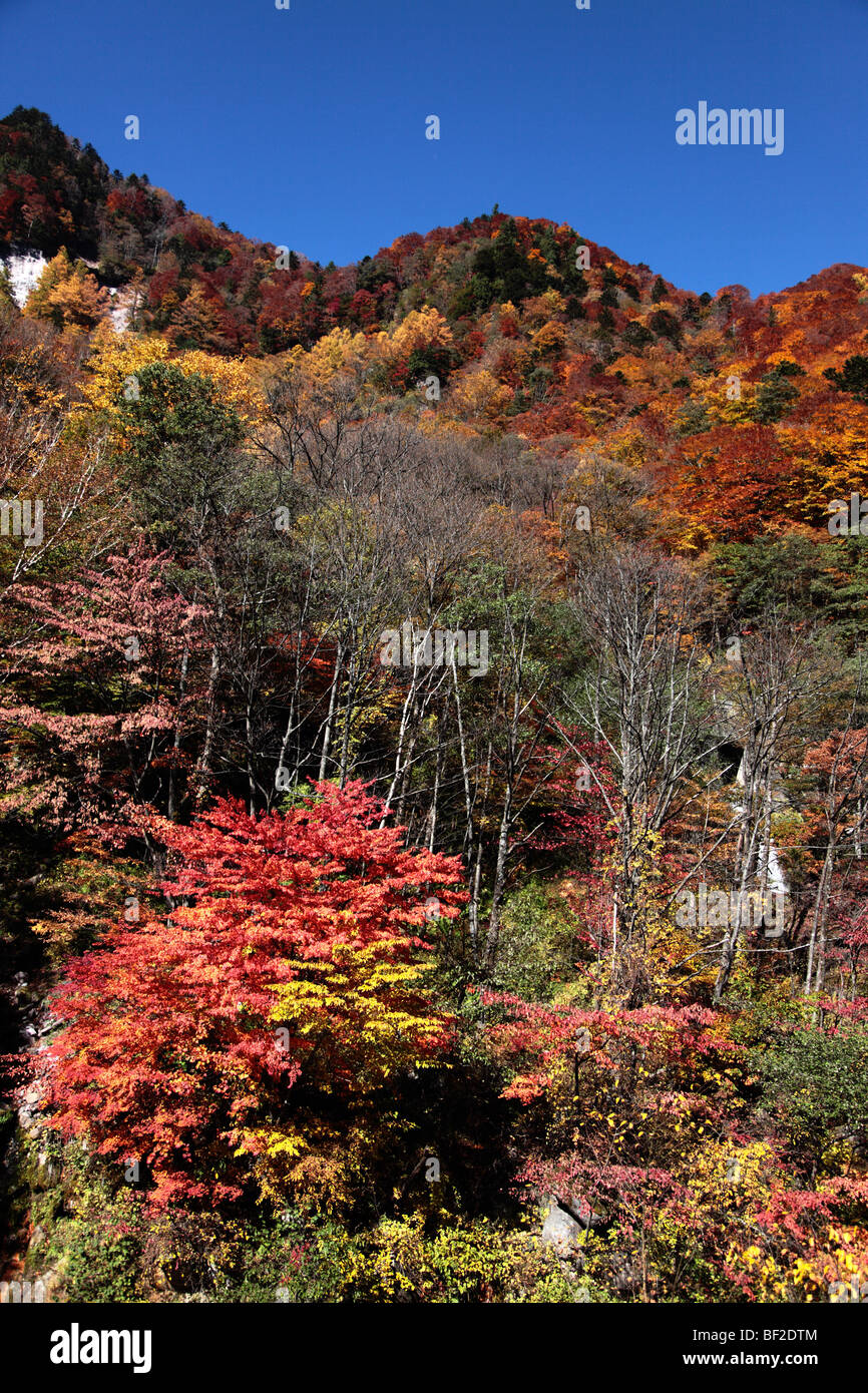 Autumn leaves in mountain Nagano Japan Stock Photo - Alamy