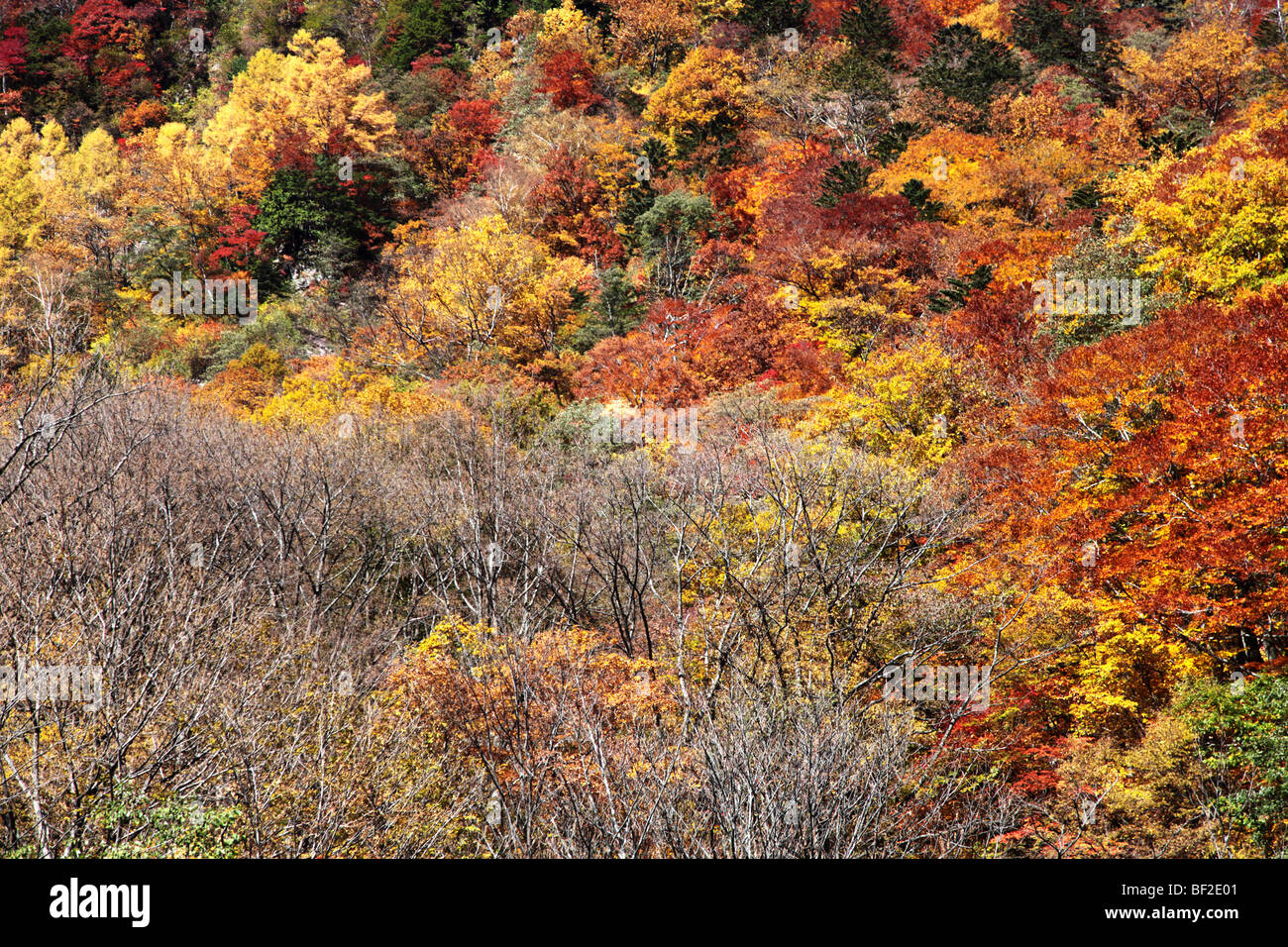 Autumn leaves Nagano Japan Stock Photo - Alamy