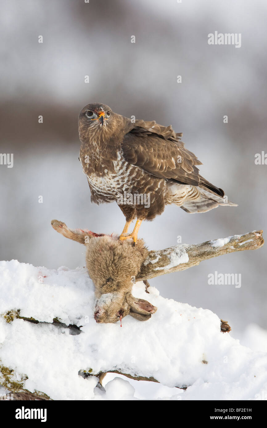 Bird eating rabbit hi-res stock photography and images - Alamy