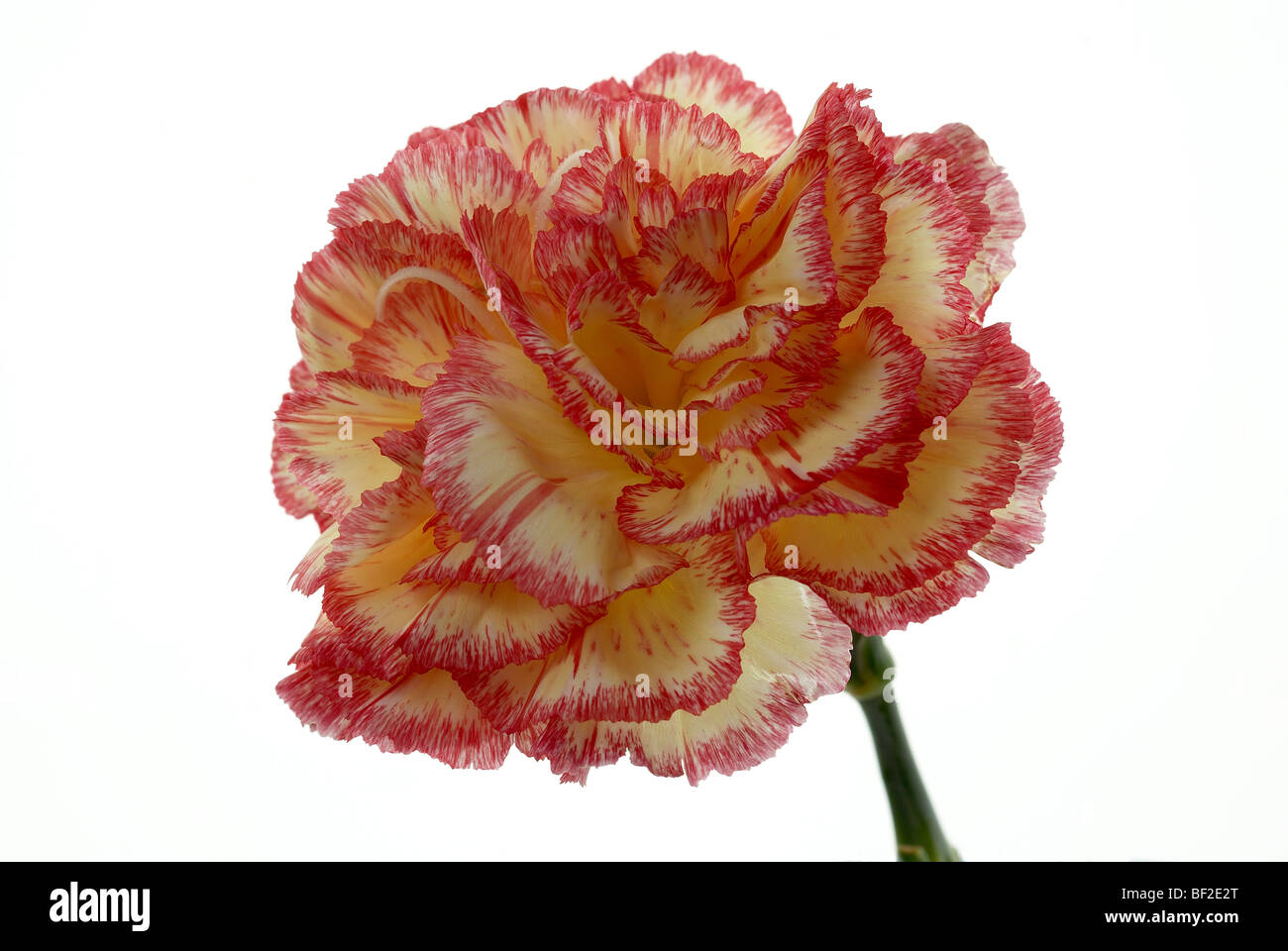 Carnation, hybrid, close-up, close up, cream, pink, petals, stem ...