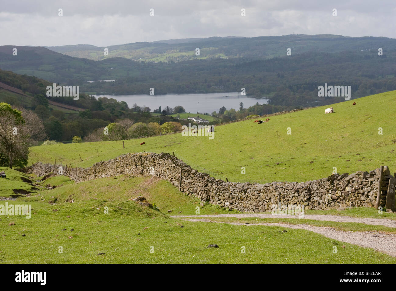Walled field, Lake District, England Stock Photo - Alamy