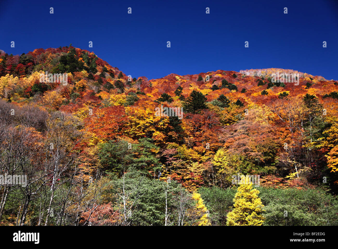 Autumn leaves in mountain Nagano Japan Stock Photo - Alamy