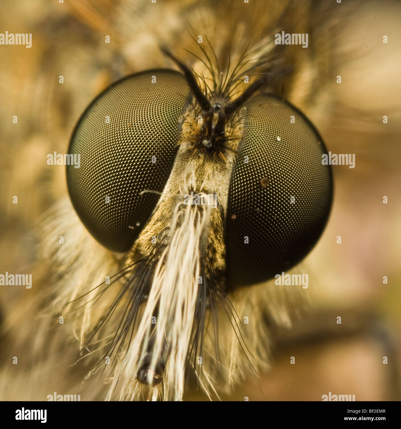 Close-up of a fly's eyes Stock Photo - Alamy