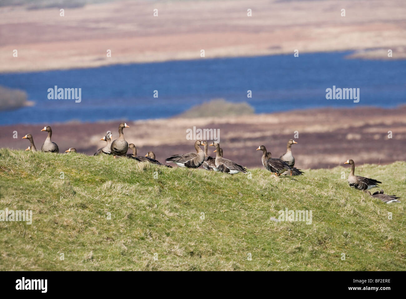 Greenland White-fronted Geese (Anser albifrons flavirostris ...