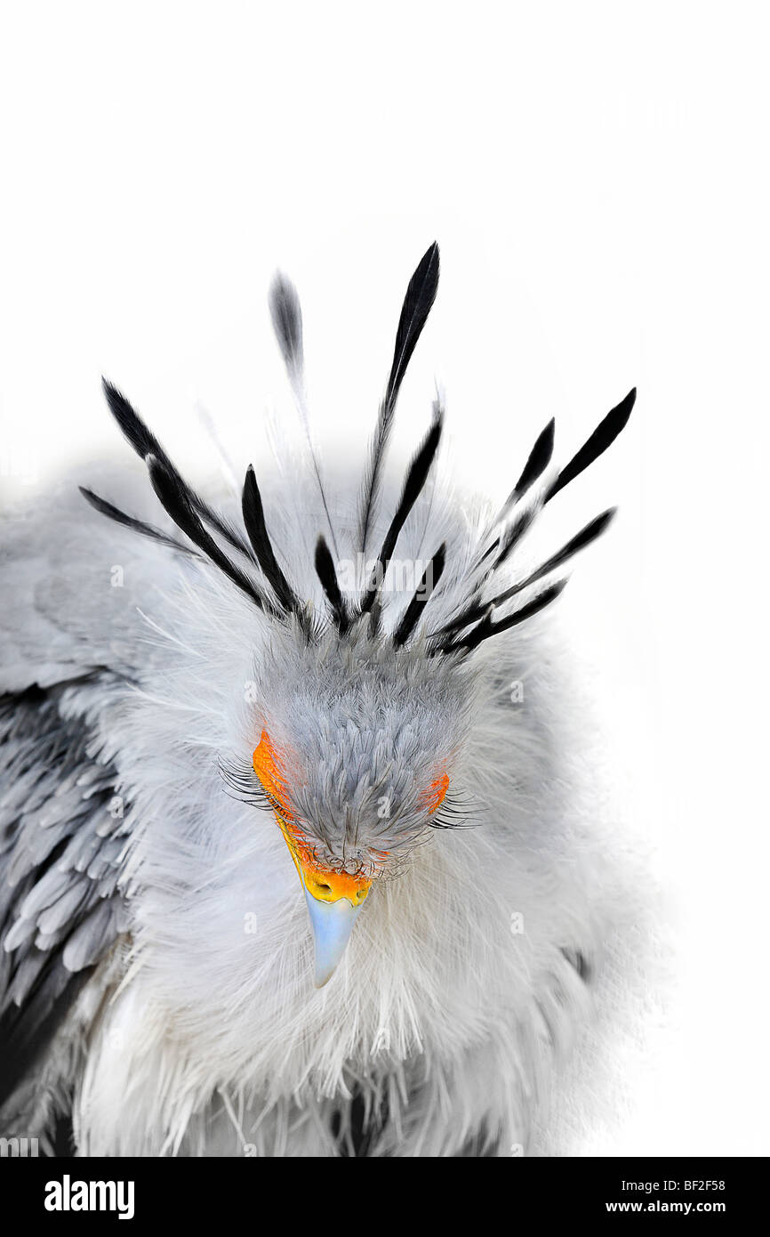 Beak bowed hi-res stock photography and images - Alamy