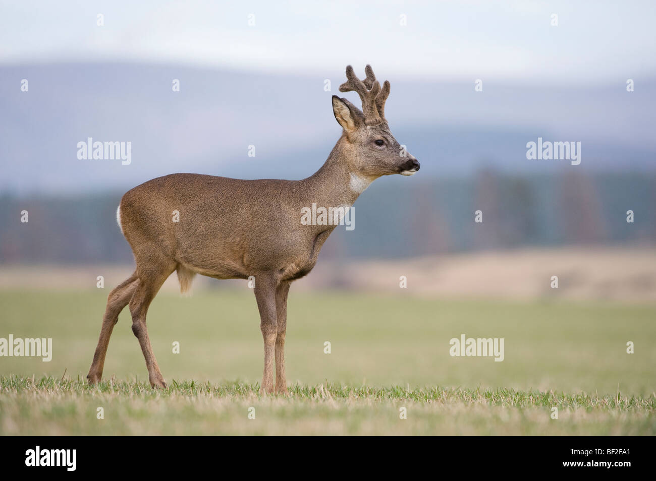European Roe Deer (Capreolus capreolus), buck in field in late winter ...