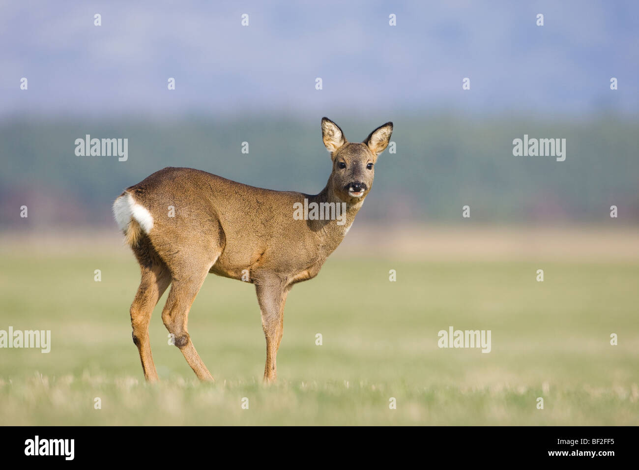 European Roe Deer (Capreolus capreolus), doe in field Stock Photo - Alamy