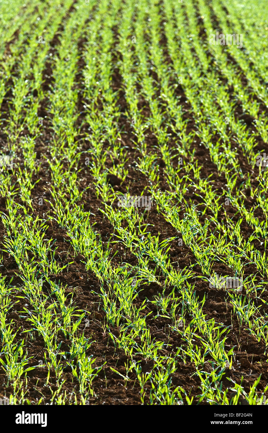 New wheat / corn shoots on farmland - France Stock Photo - Alamy