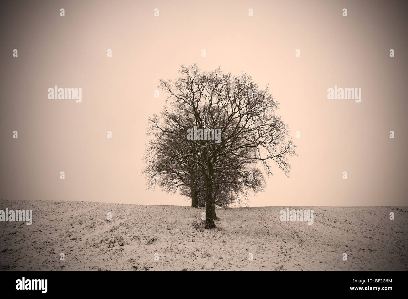 Trees in winter Stock Photo - Alamy