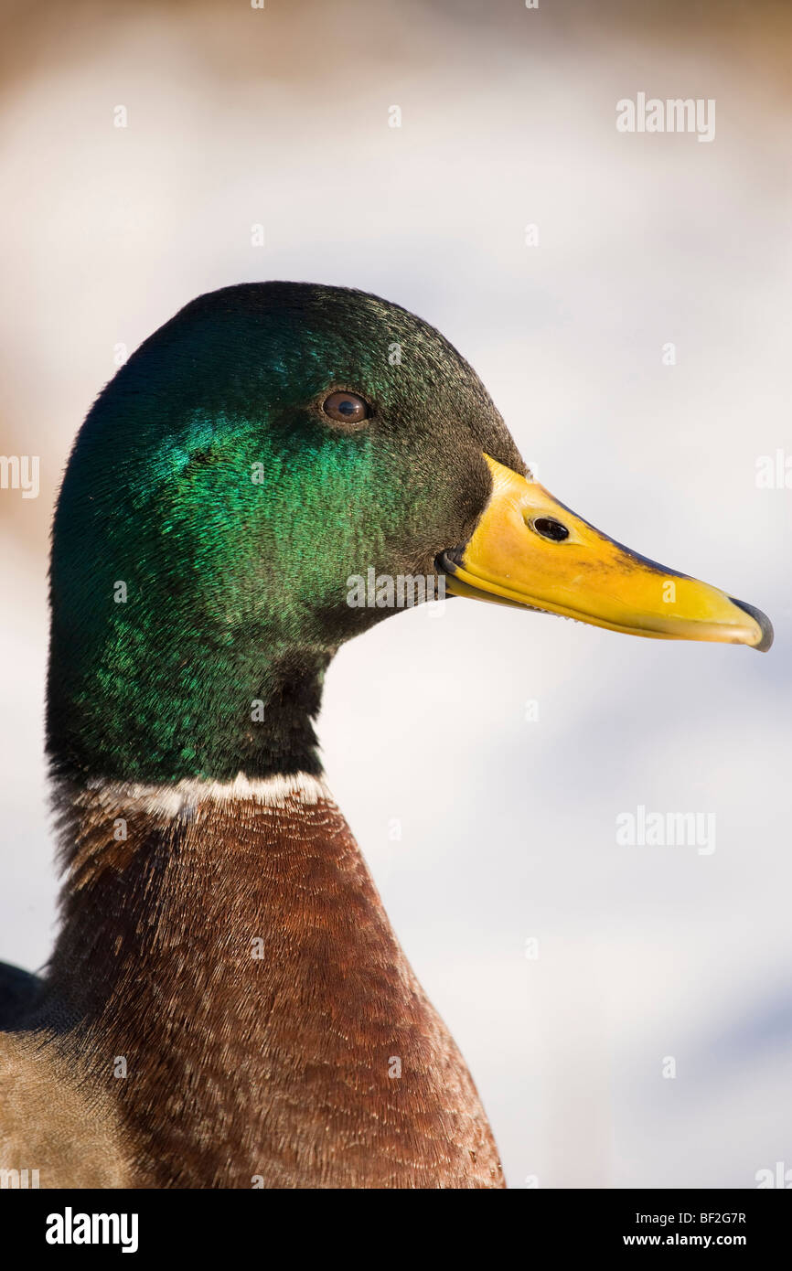 Mallard head hi-res stock photography and images - Alamy