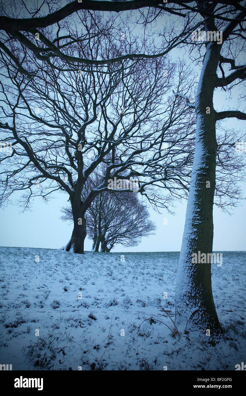 Trees in winter Stock Photo - Alamy