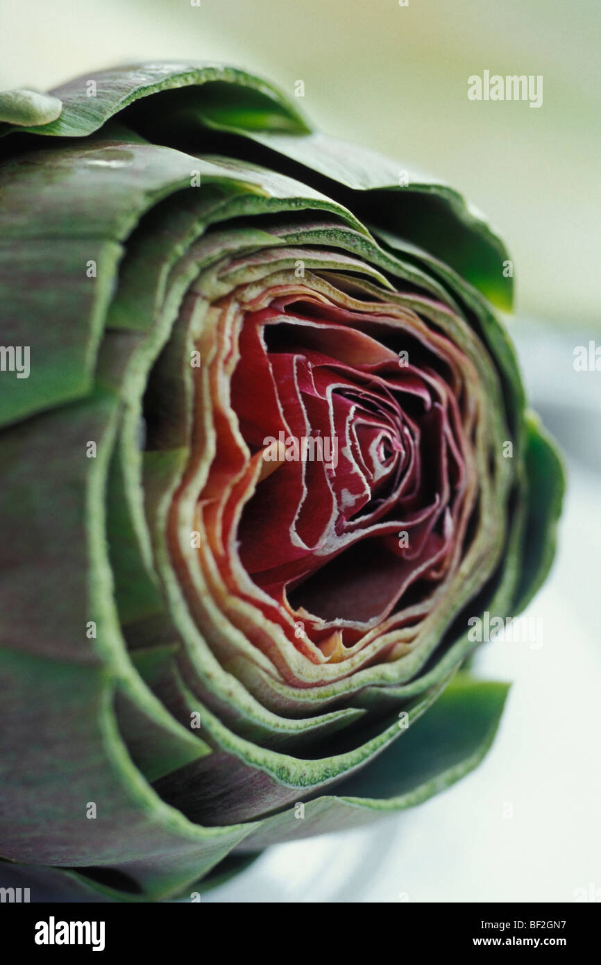 Artichoke cross section hi-res stock photography and images - Alamy