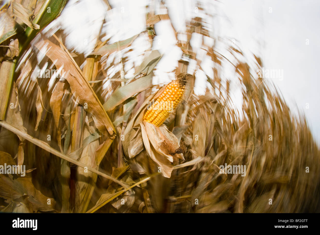 Agriculture - Motion study of a mature ear of grain corn on the stalk ...