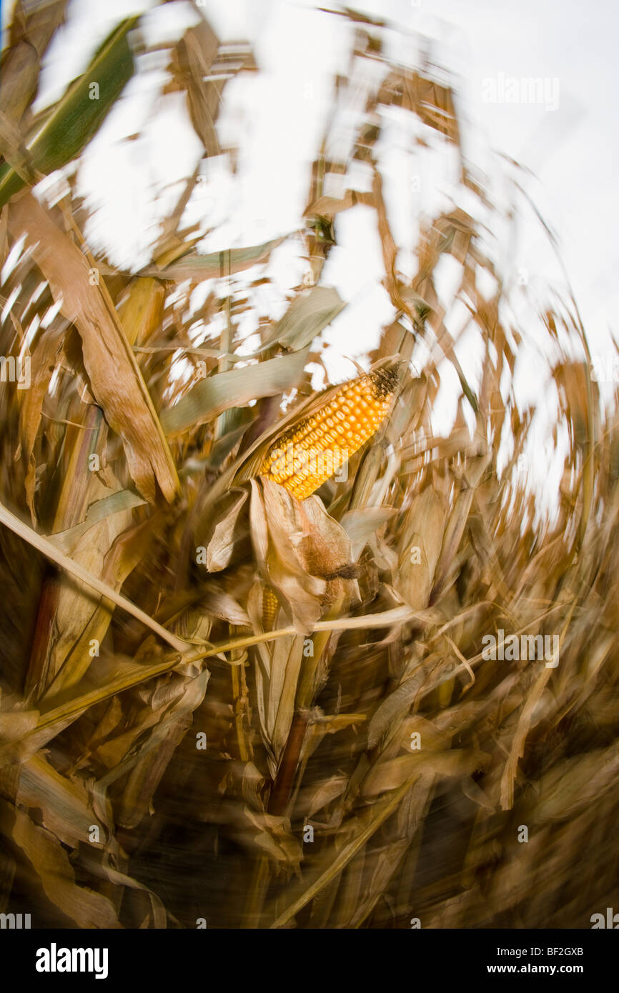 Motion study of a mature ear of grain corn on the stalk with the husks ...