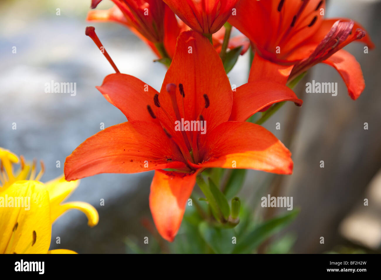 Samuel flower hi-res stock photography and images - Alamy