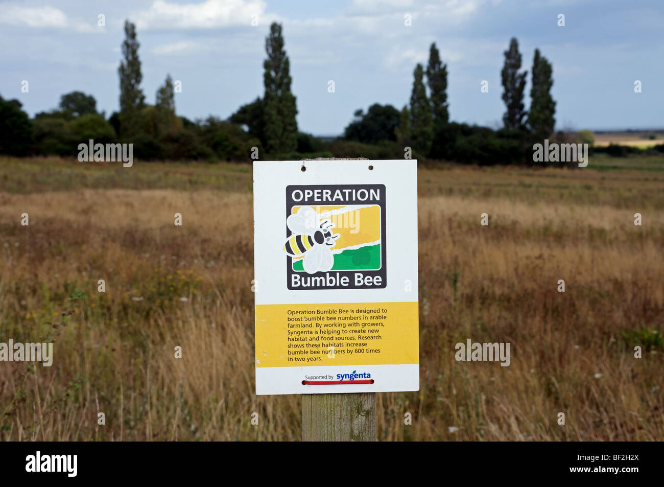 Operation Bumble Bee, helping to increase bumble bee numbers in arable ...