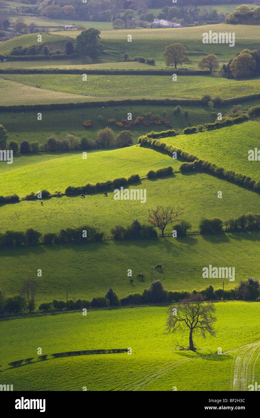 Field in North Yorkshire, England Stock Photo - Alamy
