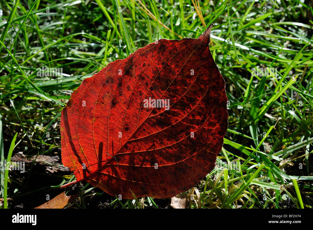 Tree leaf hi-res stock photography and images - Alamy