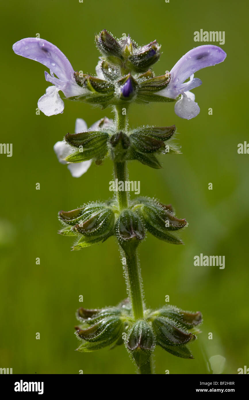 Wild clary Salvia verbenaca (= S. horminoides) in flower in the rain ...