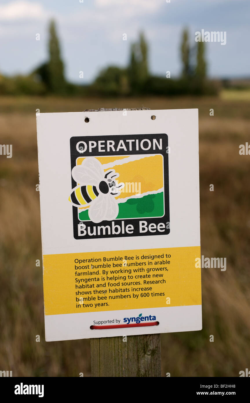 Operation Bumble Bee, helping to increase bumble bee numbers in arable ...