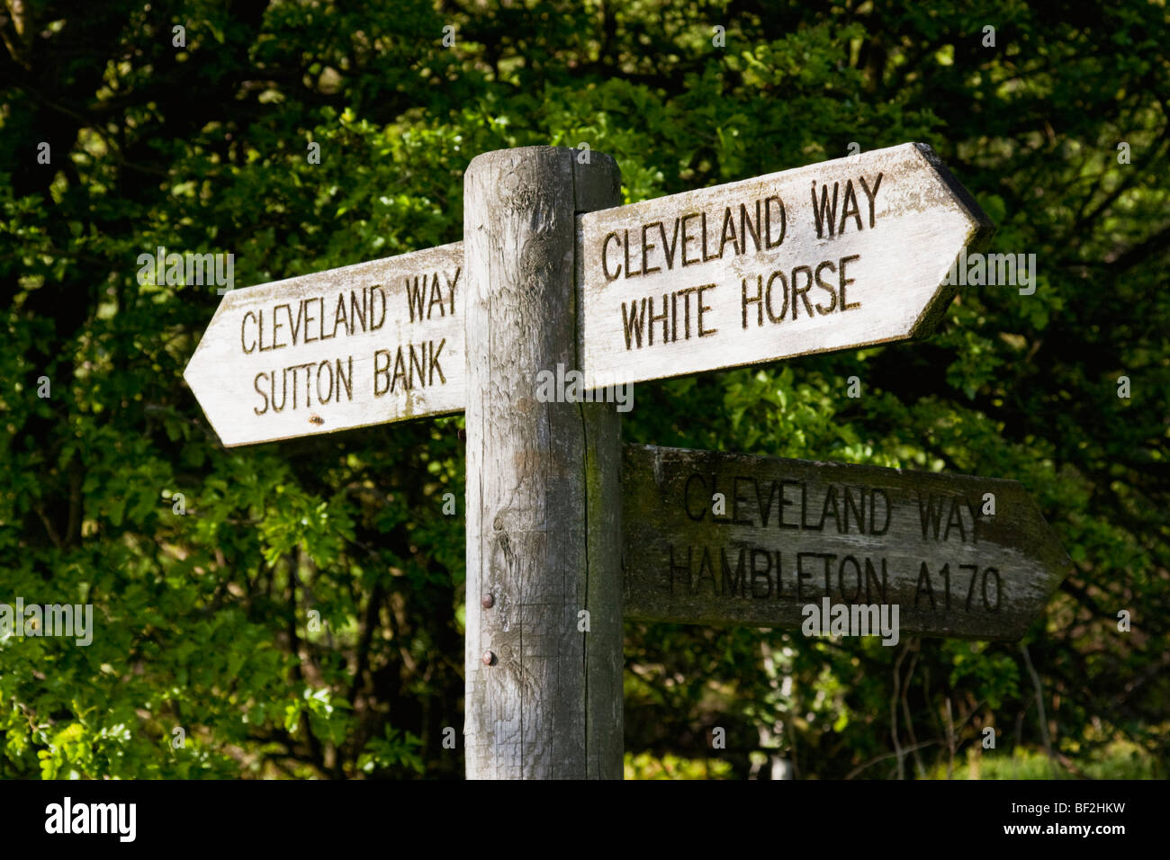 Horse wasp hi-res stock photography and images - Alamy
