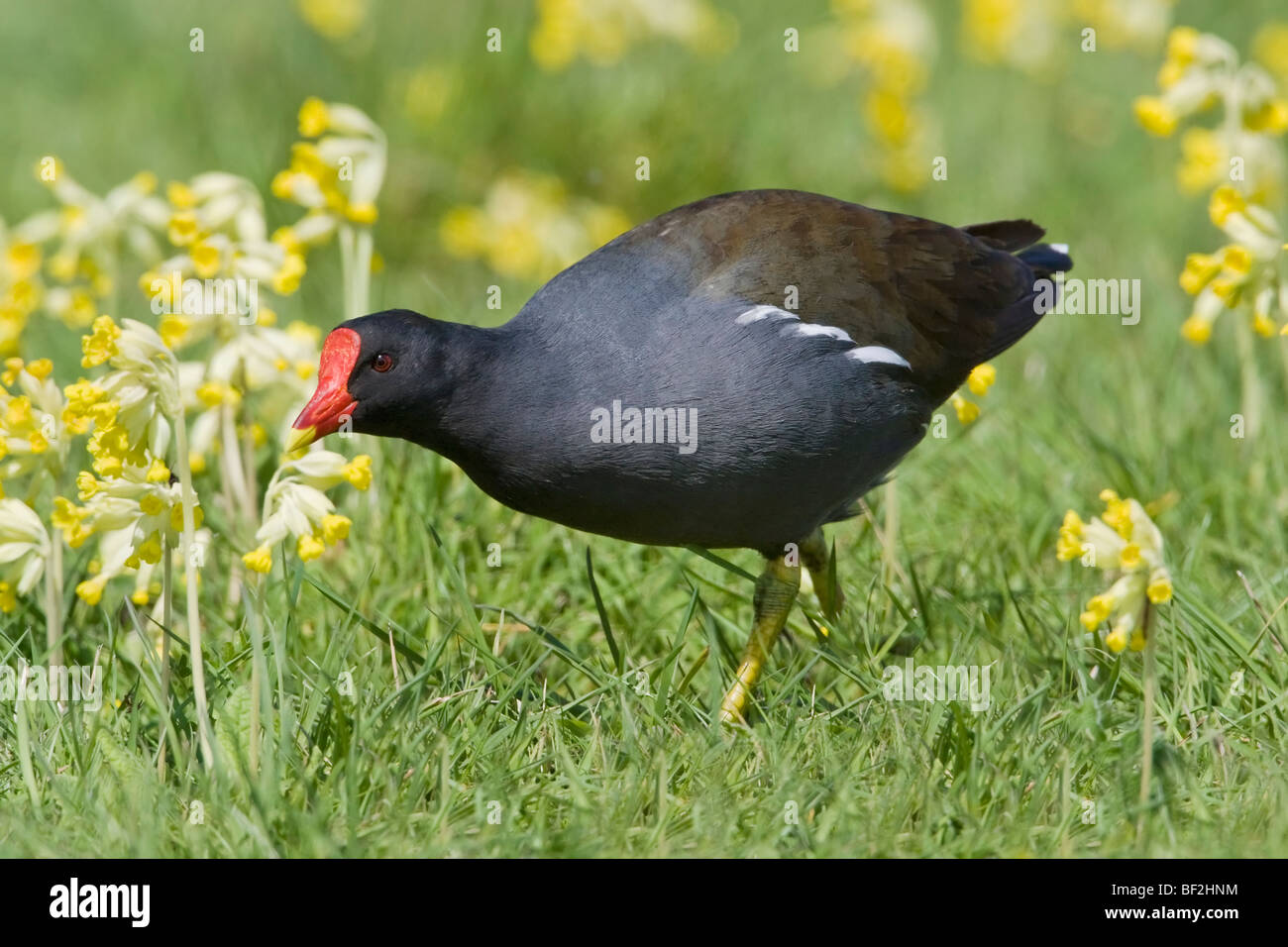 Stalking For Insects High Resolution Stock Photography and Images - Alamy
