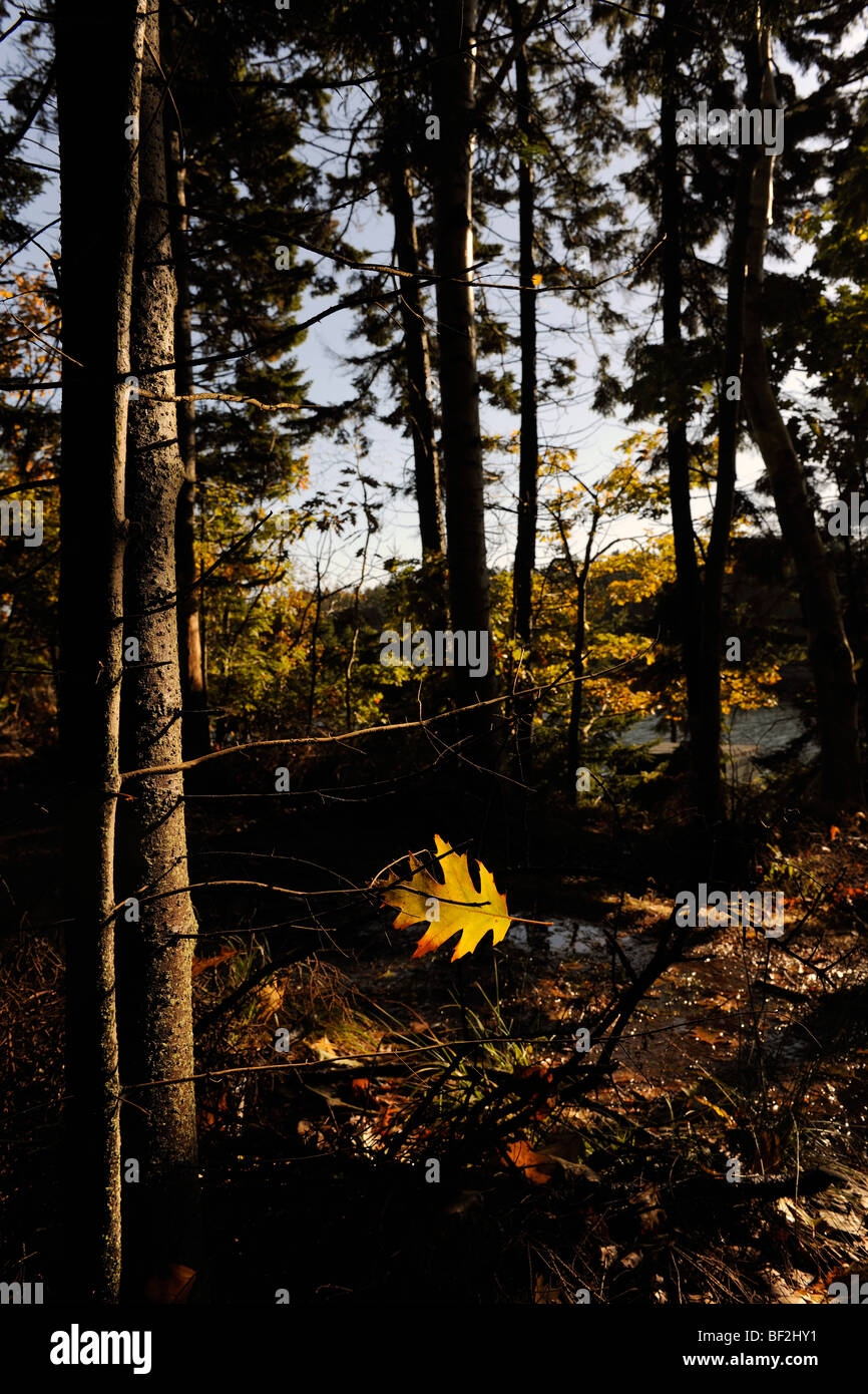 Oak leaf in forest on Maine coast Stock Photo - Alamy