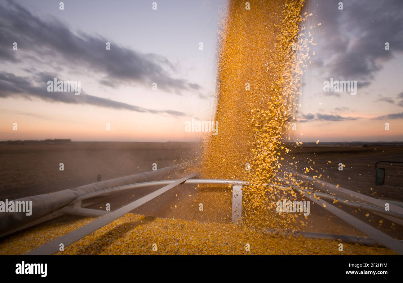 Freshly harvested grain corn being augured from a combine into a grain ...