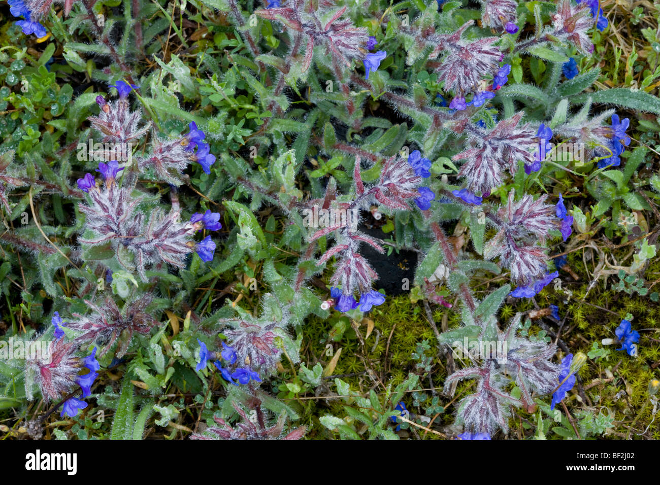 Dyers alkanet alkanna tinctoria hi-res stock photography and images - Alamy