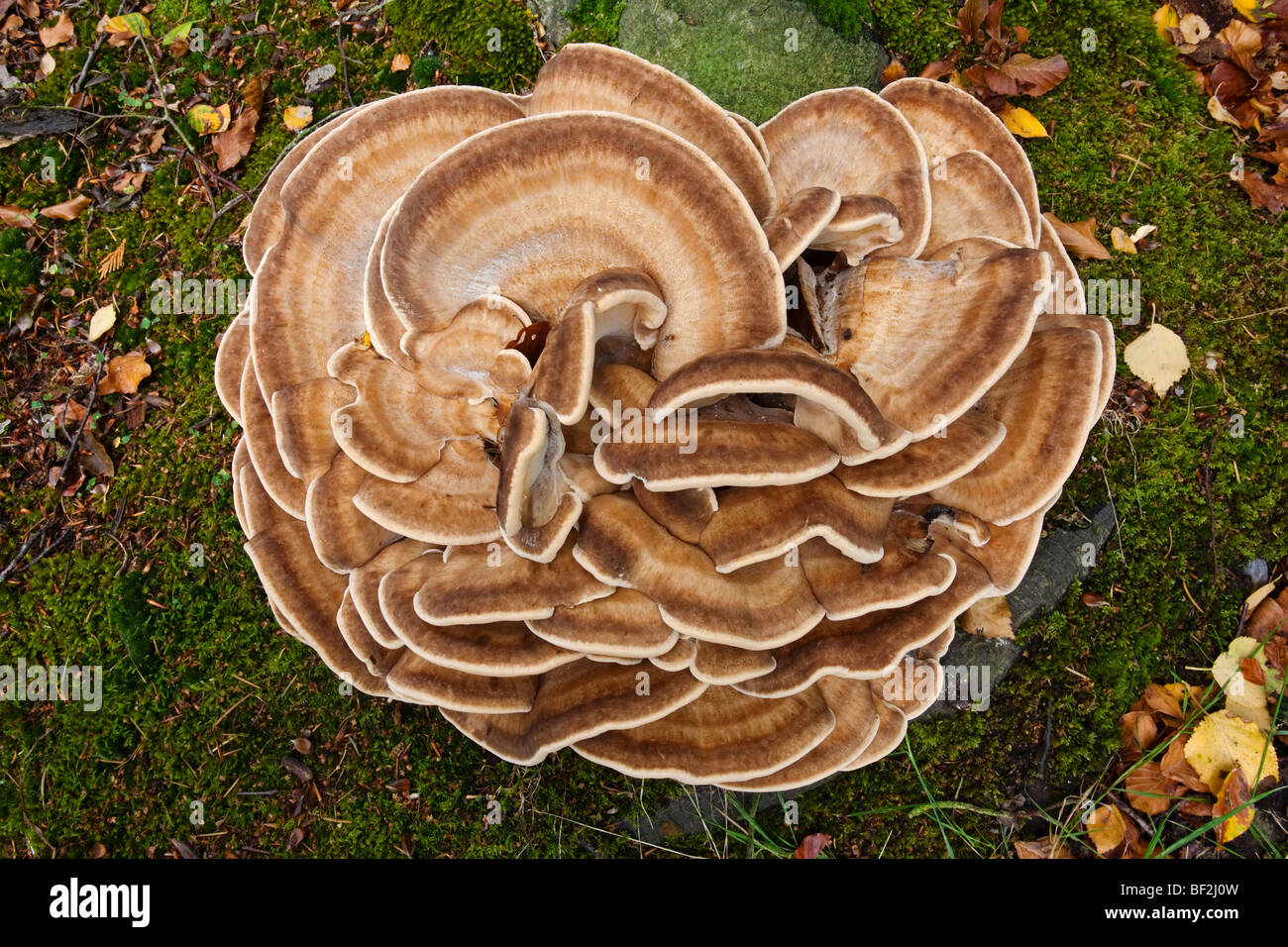 Meriplus Giganteus High Resolution Stock Photography and Images - Alamy