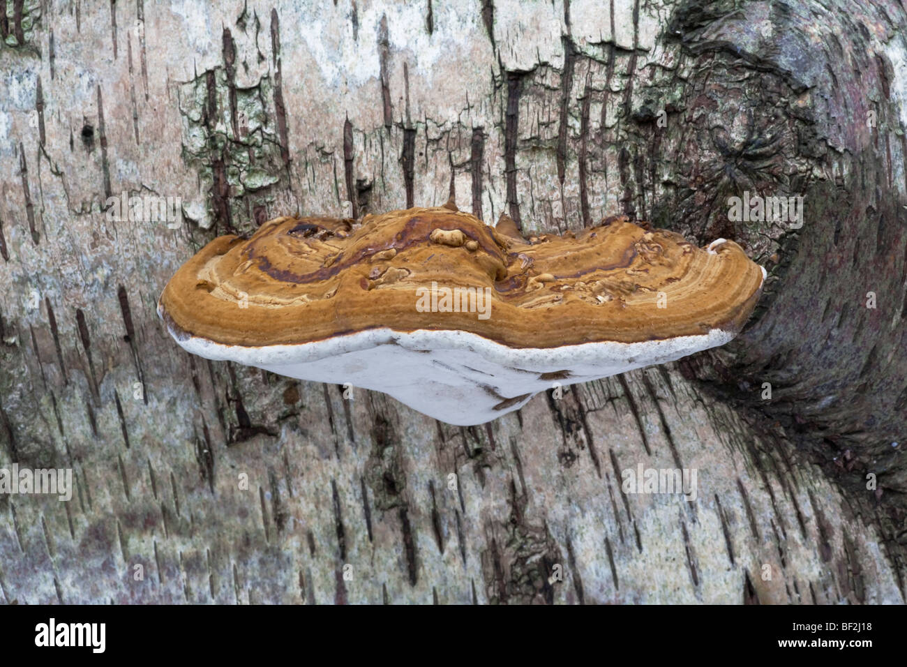 Many zoned polypore Stock Photo - Alamy