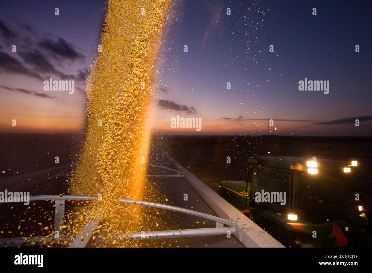 Freshly harvested grain corn being augured from a combine into a grain ...